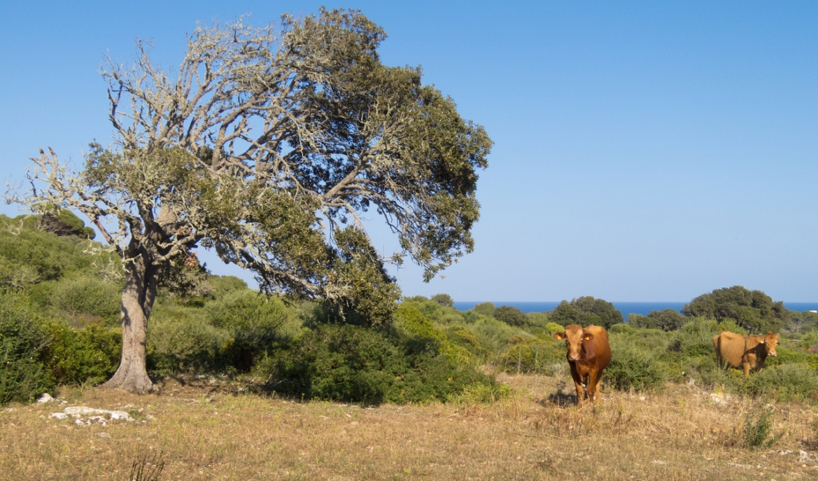 Alcaufar Vell - Hotel Rural & Restaurant | Web oficial