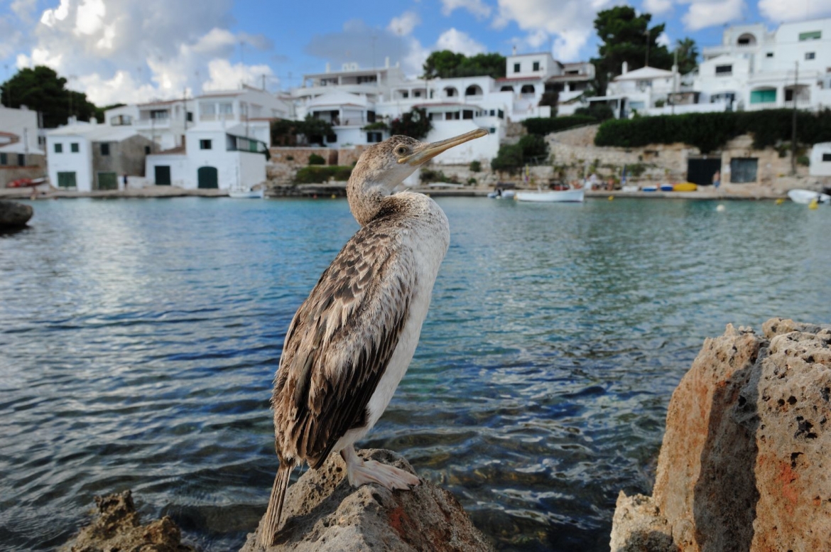 Estate | Alcaufar Vell - Hotel Rural & Restaurant | Official Website